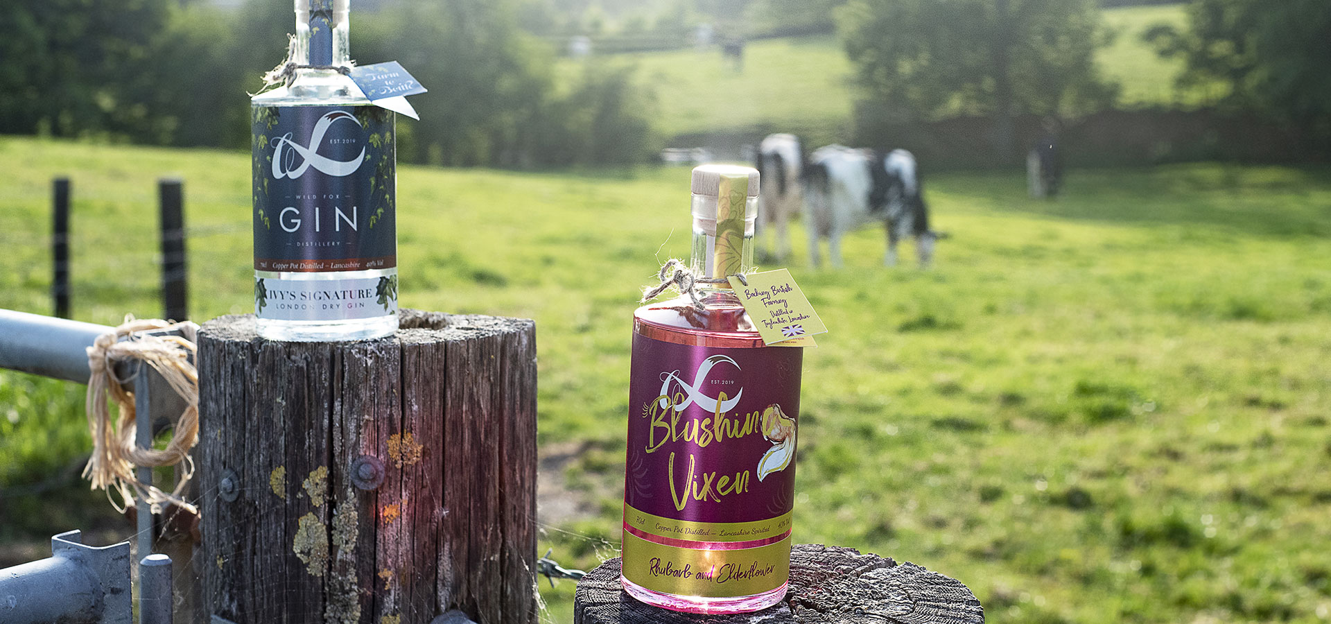 Home - Wild Fox DistilleryWild Fox Distillery