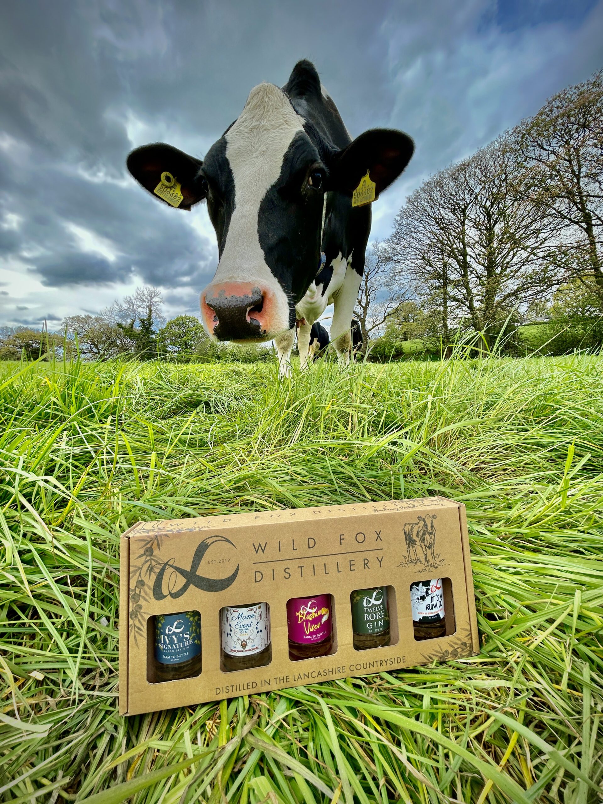 Wild Fox Mini Gift Box - Wild Fox DistilleryWild Fox Distillery